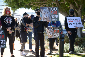 Last Chance for Animals - Fur Free Friday