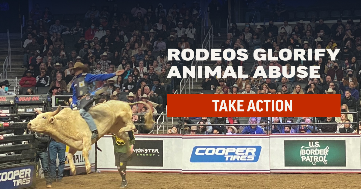 Last Chance for Animals - Home