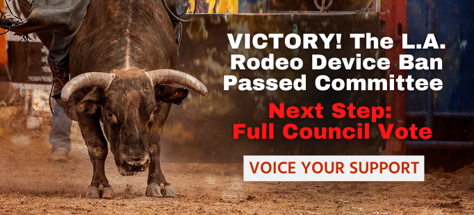 Last Chance for Animals - Home